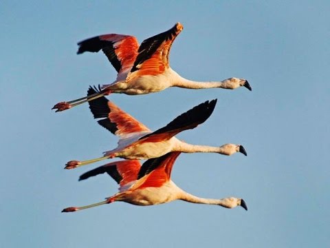 Laguna Paraiso - Parihuanas y aves cerca a Huacho - YouTube