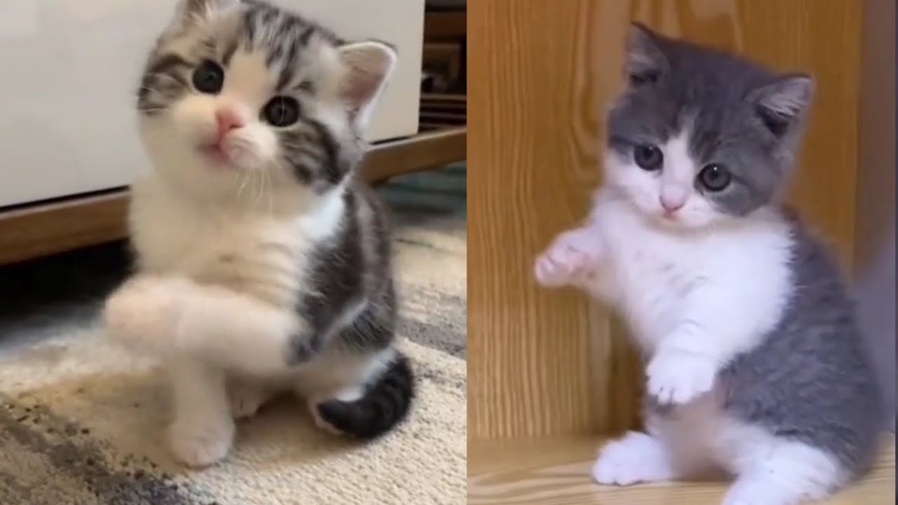 Cute Cat - Video Collection part-34 // Cat Kitty - YouTube