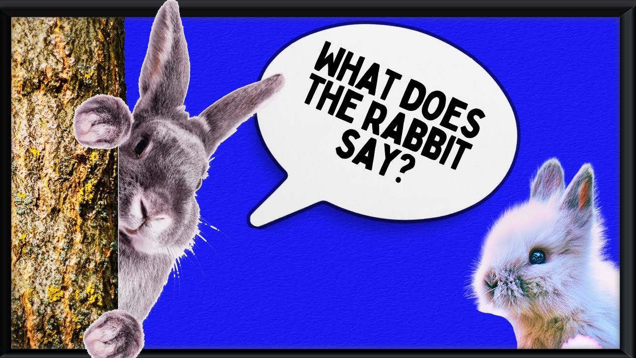 Bunny Tails: Rabbit Facts for Kids! - YouTube