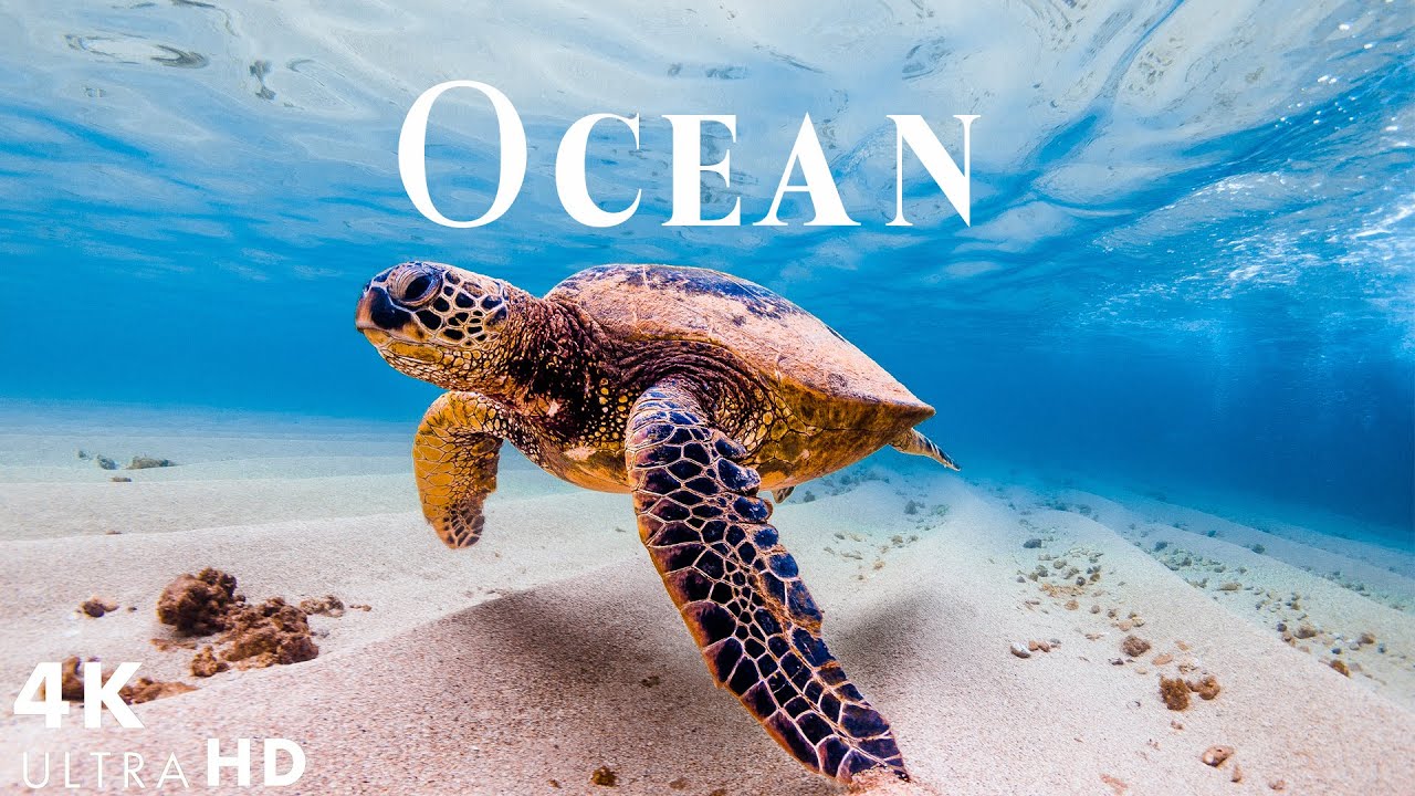 Pacific Ocean 4K - The Amazing Underwater World Of The World's Largest ...