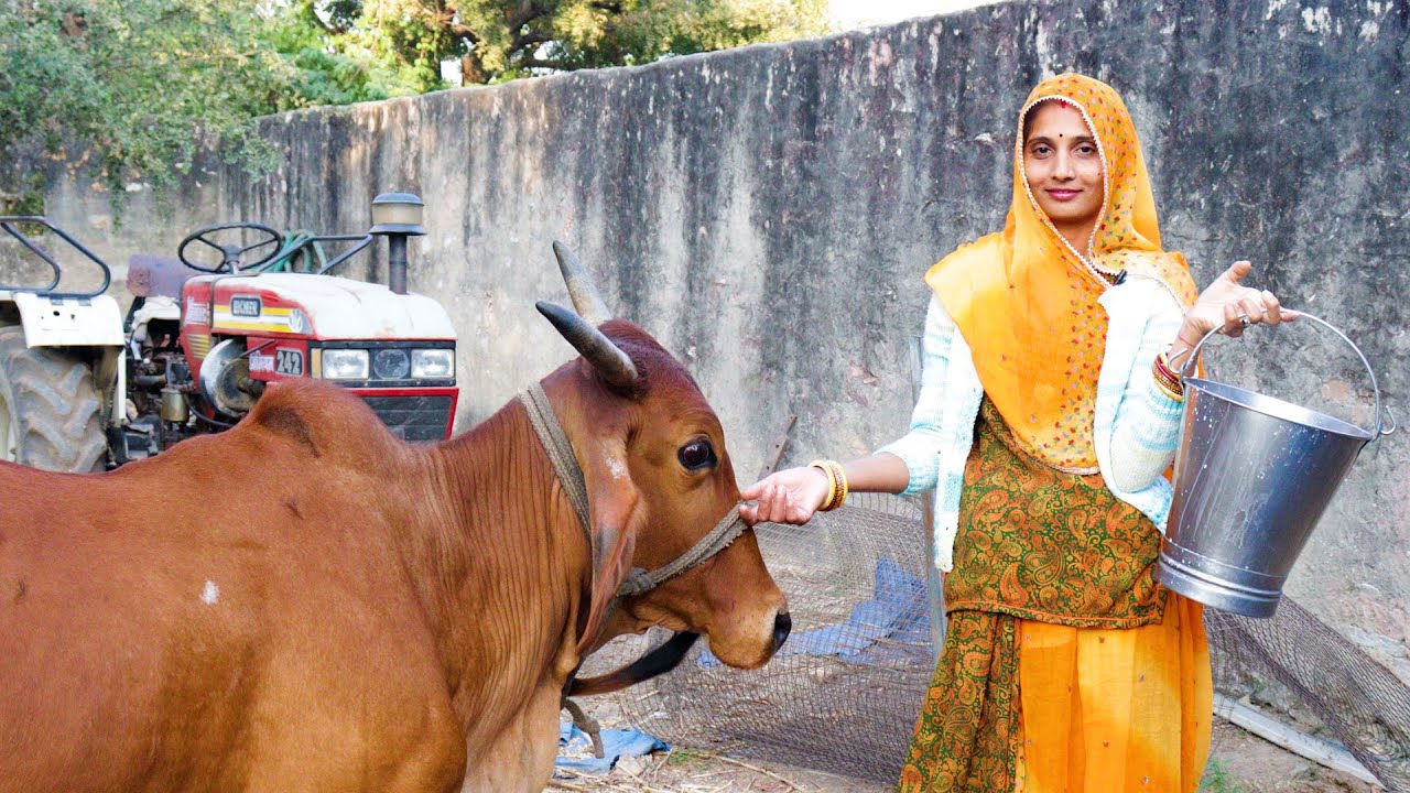 Monika Gaay Kyu Naraj Ho Gai - Cow Milking By Hand | Rajasthan Ki Ekta ...