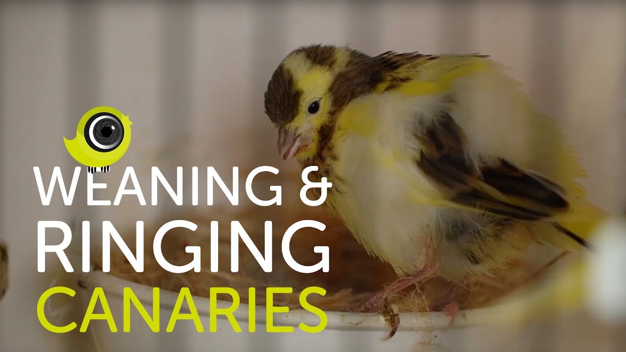 Weaning and Ringing Young Canaries | The Canary Room Top Tips - YouTube