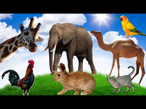Animals Video and sounds , Giraffe, Rabbit, Cat, Elephant, parrot 🦜🐦 / AB Land