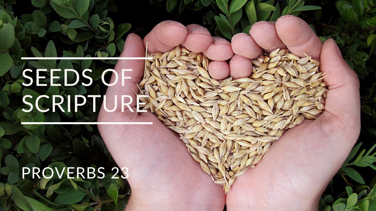 Proverbs 23 - Daily Bible Reading | Seeds of Scripture - YouTube