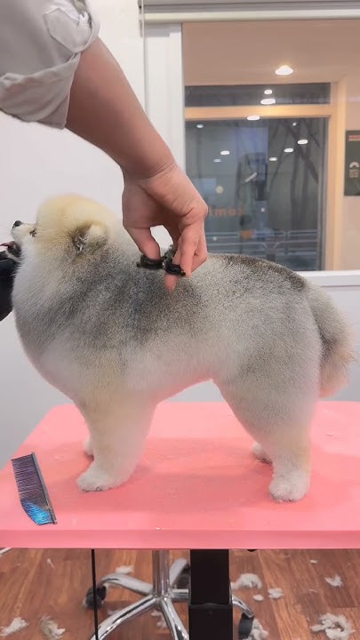 You Won’t Believe This Dog’s Makeover! - YouTube