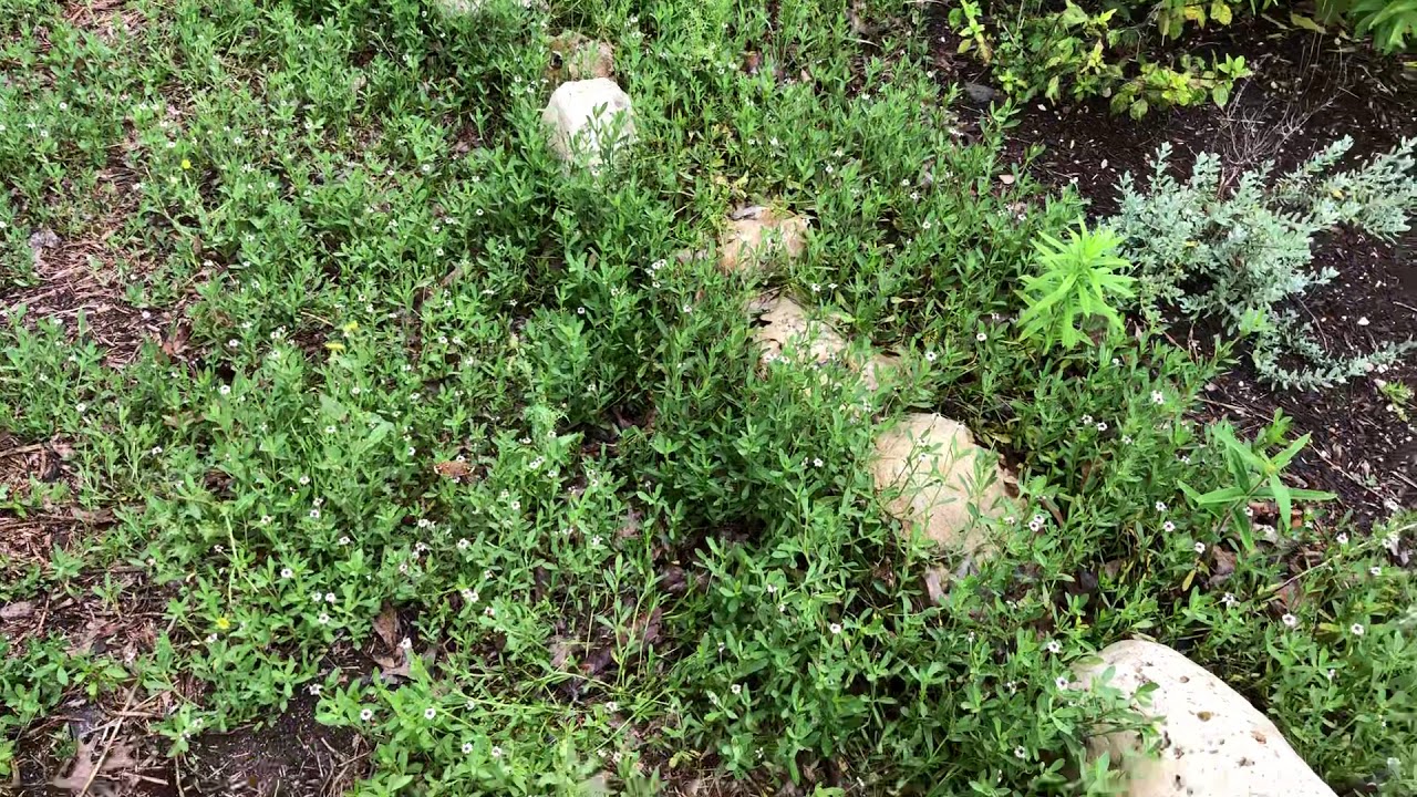 Frogfruit ground cover - YouTube