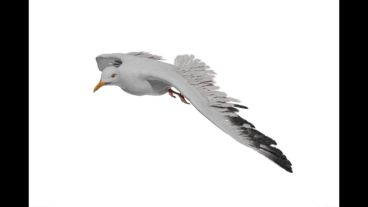Seagull Animation Demo - YouTube