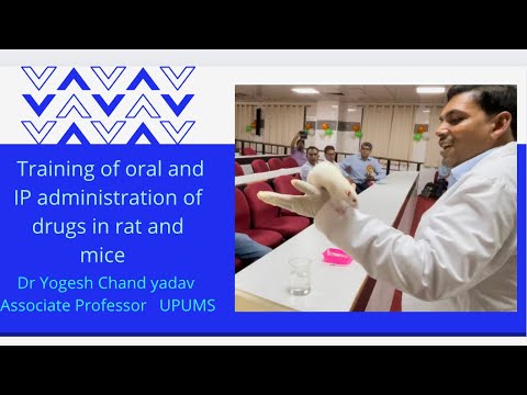 Training of oral and IP administration of drugs in rats and mice - YouTube