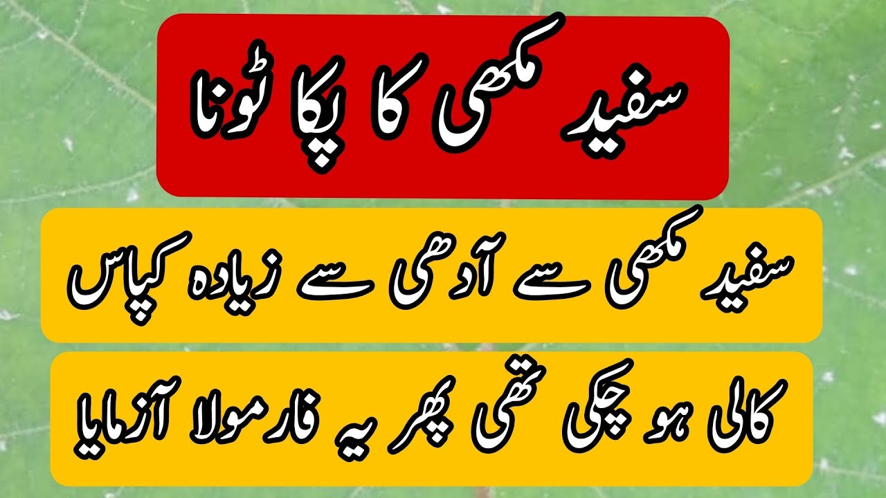 white fly 100% control // how to control white fly on cotton // white ...