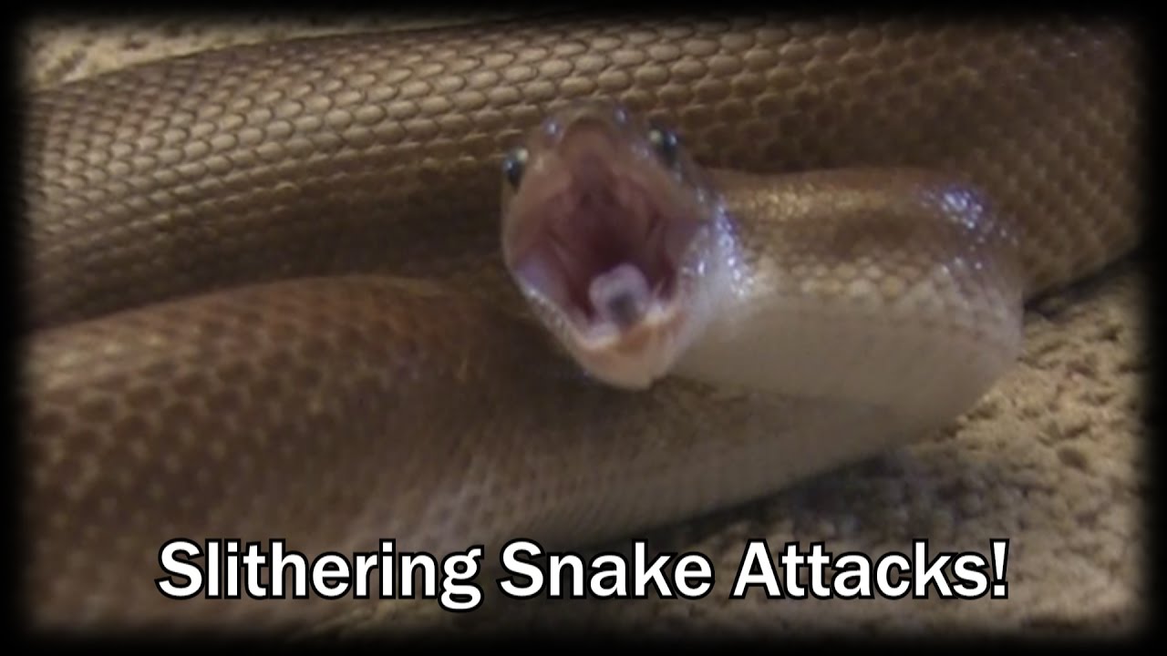 SNAKES - THE ART OF SLITHERING (SnakeHuntersTV) - YouTube