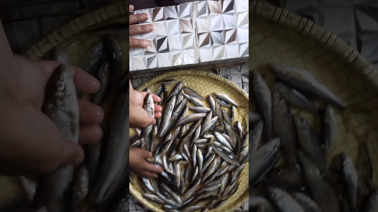 Machakhola fish - YouTube