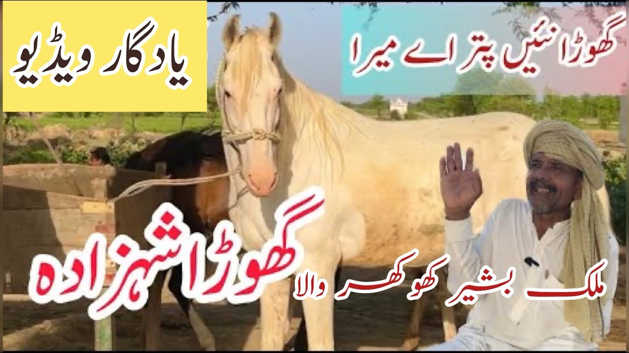 Most Beautiful Nukra Ghora || Basheer Khokhar wala Nukra || Shahzada ...