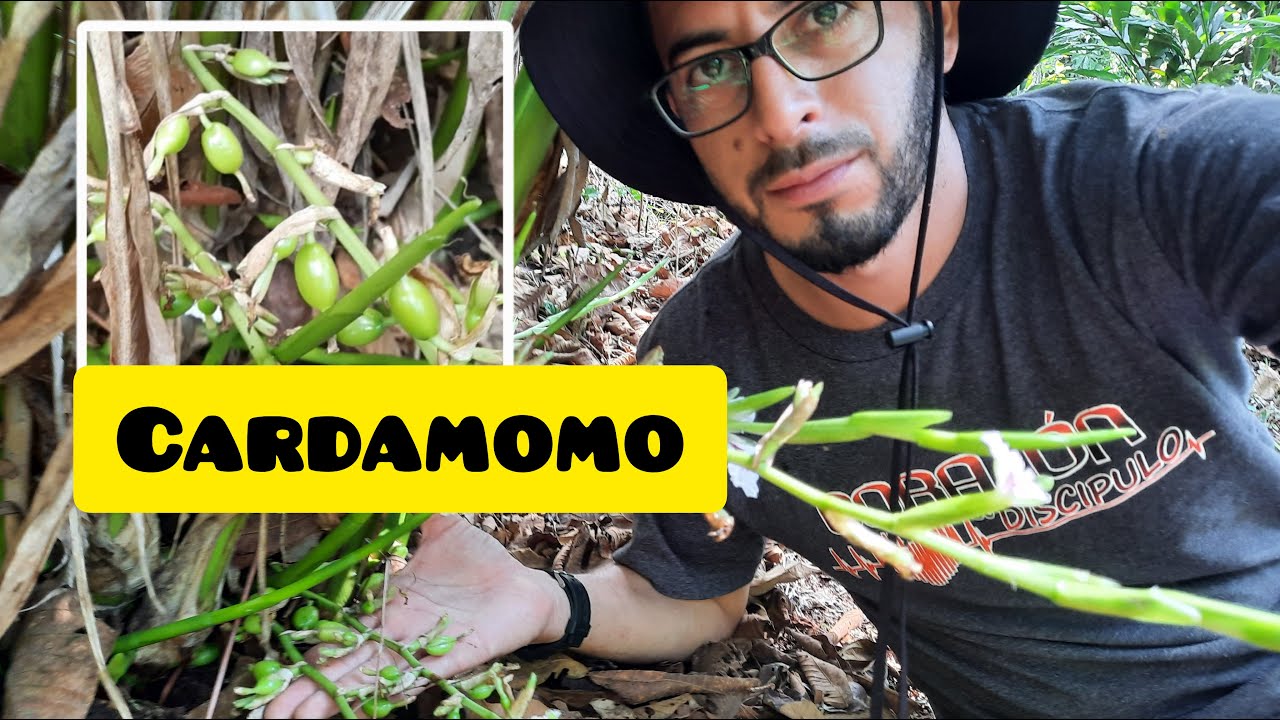 ¿Conocias el CARDAMOMO?😳 - YouTube