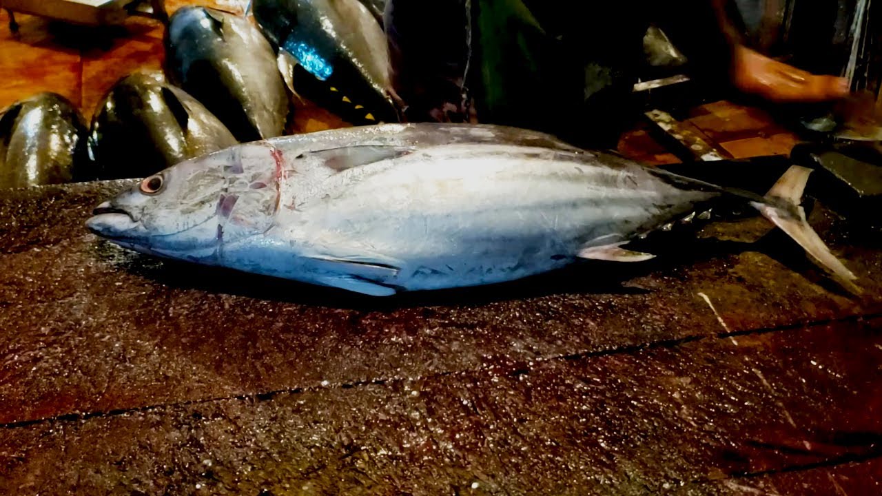 Cutting Skipjack Tuna - YouTube
