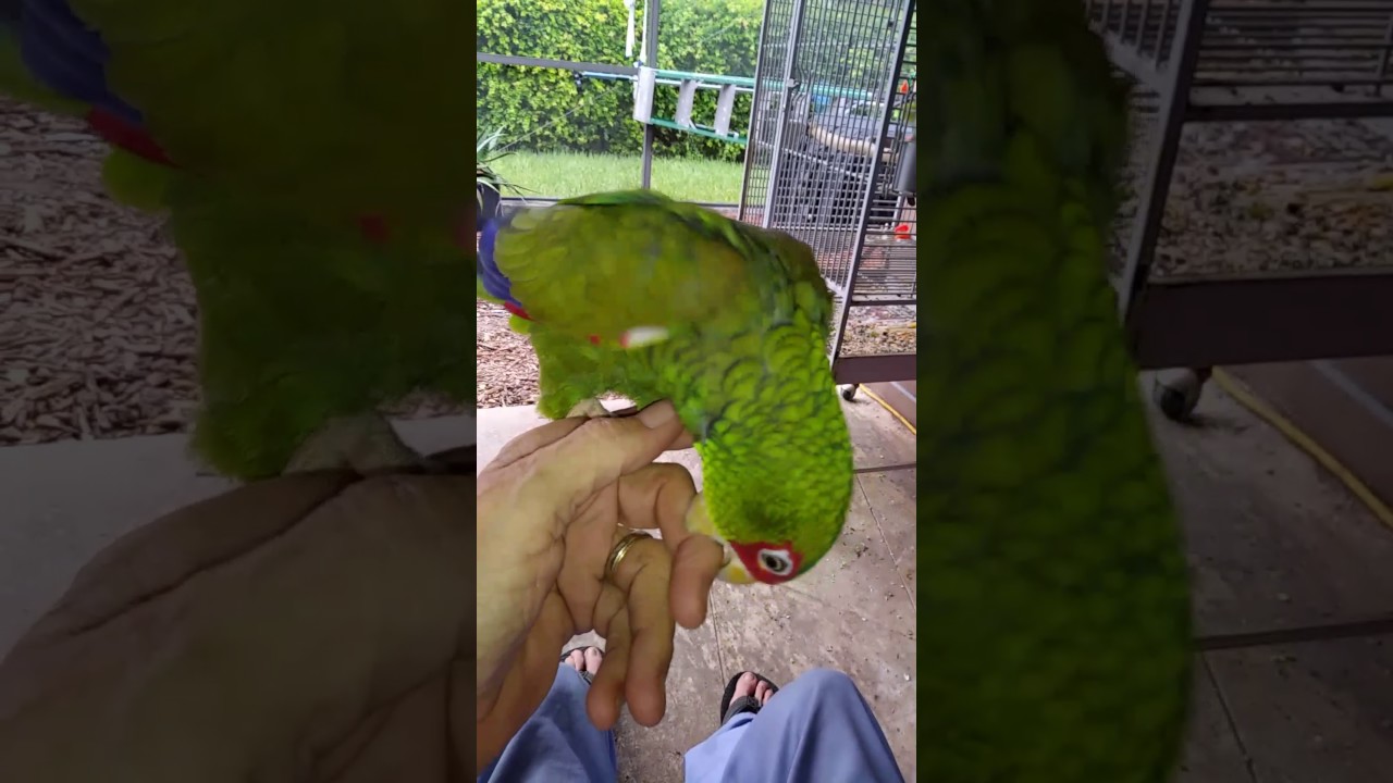 Attack Parrot - YouTube