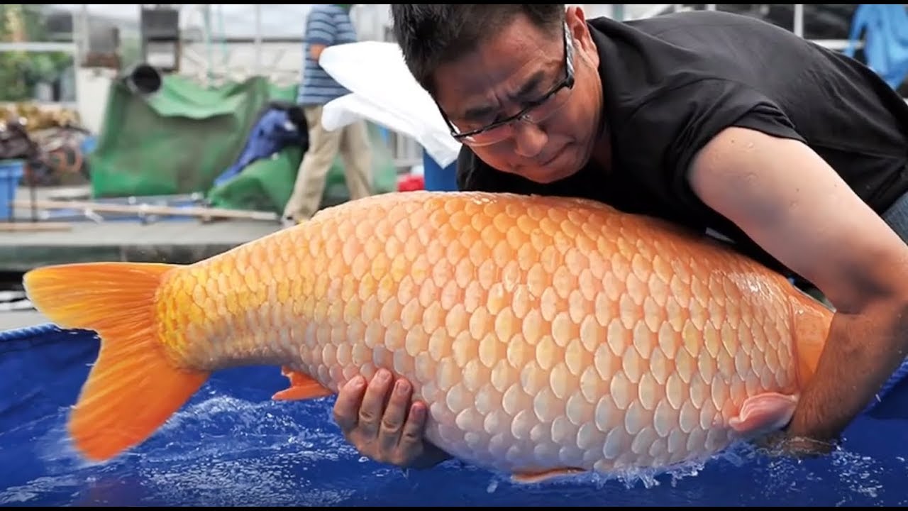 Karashigoi 2017 bei Japan Koi Siess - YouTube