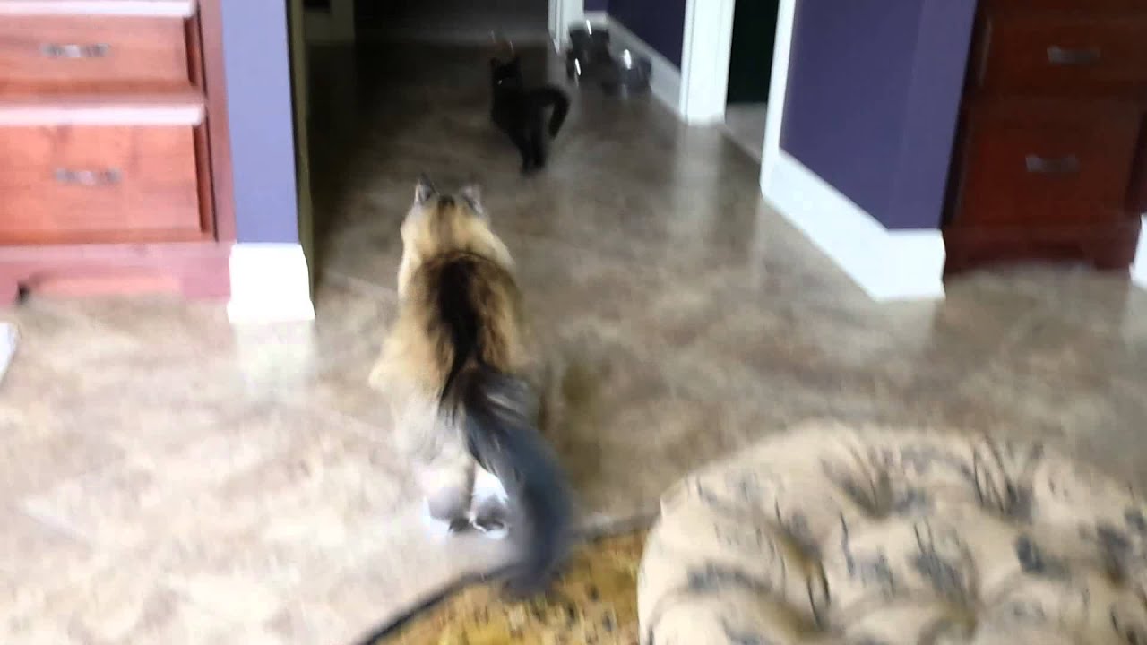 Kitten racing - YouTube
