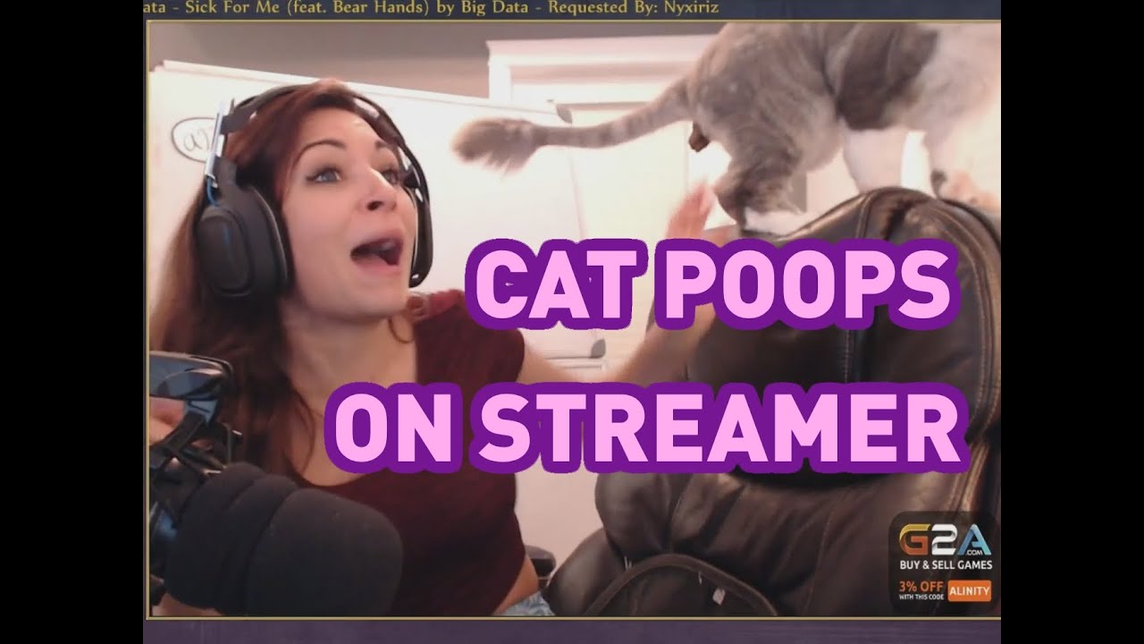 Cat poops on streamer *WARNING POOP* - YouTube