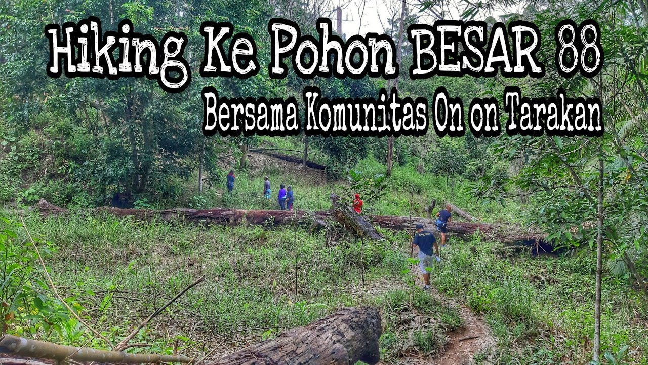 Hiking Ke Pohon BESAR 88 Tarakan ||Hash On on #Gunung Selatan - YouTube