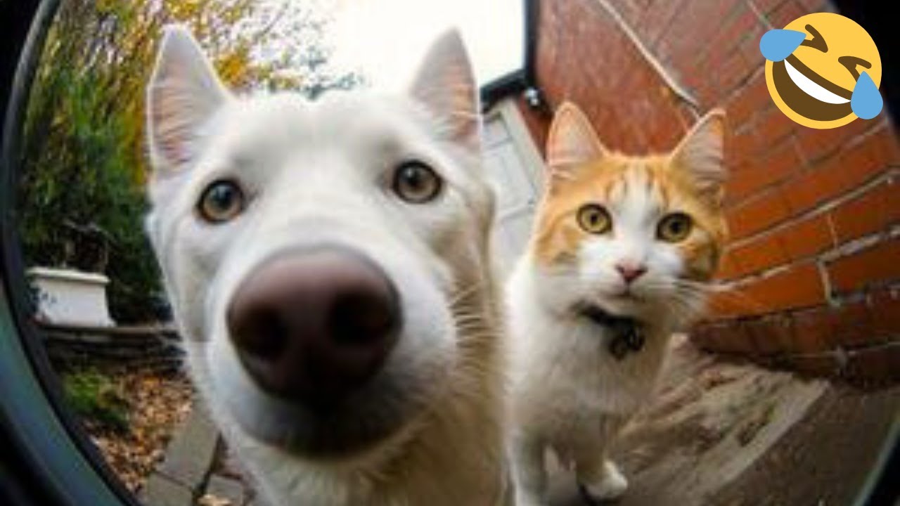 🤣Best Funny Cat & Dog Videos Compilation - Hilarious, Cute and Crazy ...