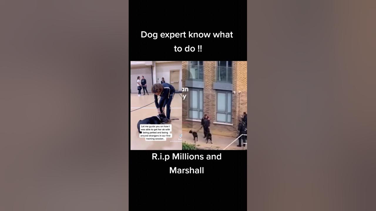 JUSTICE FOR MARSHALL AND MILLIONS londondog dog justice marshall justice-for-marshall-and-millions-londondog-dog-justice-marshall