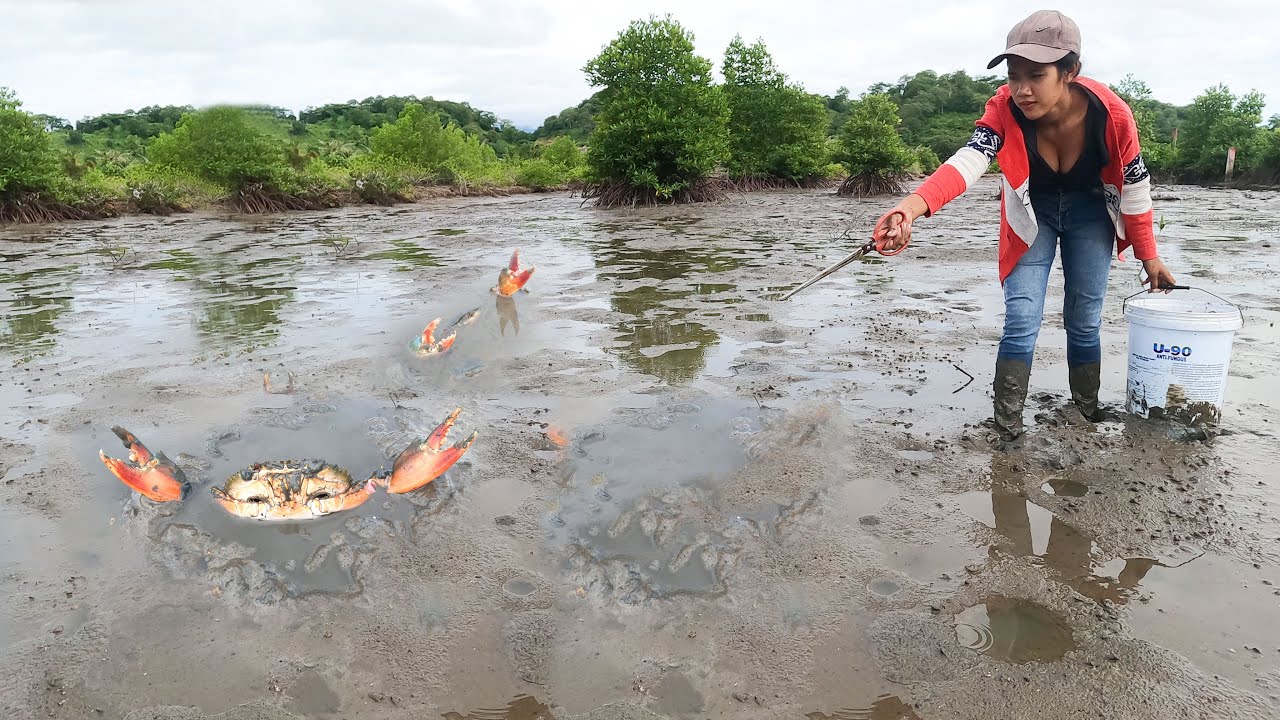 Amazing Catching Huge Mud Crabs at The Sea Swamp after Water Low Tide ...