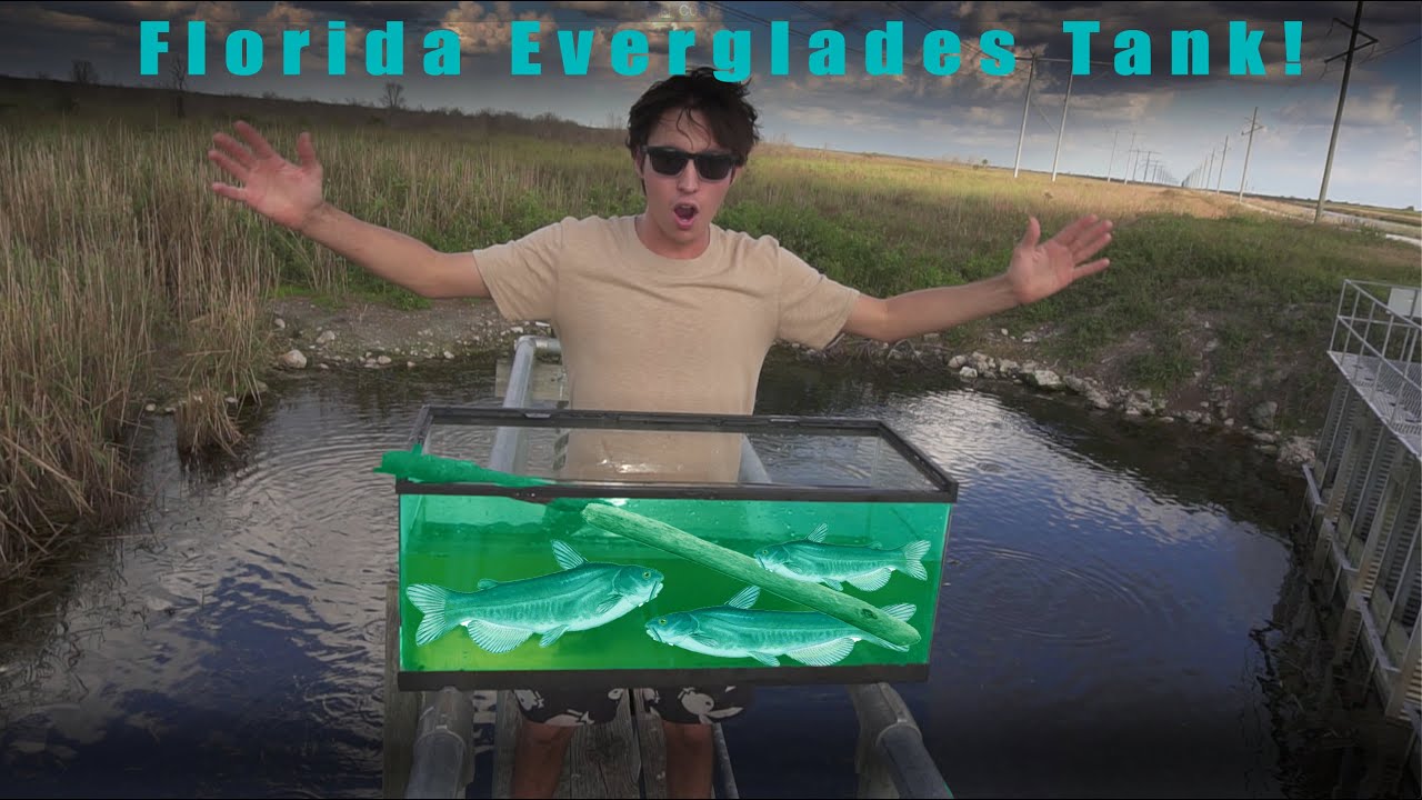 Everglades Fish Tank (Exotic Catfish Invasion) - YouTube