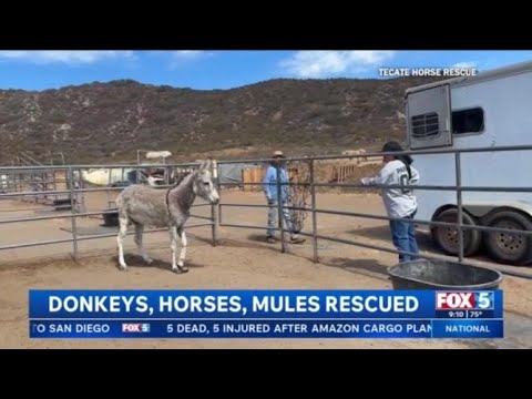 Mini Horses, donkeys and mules rescued