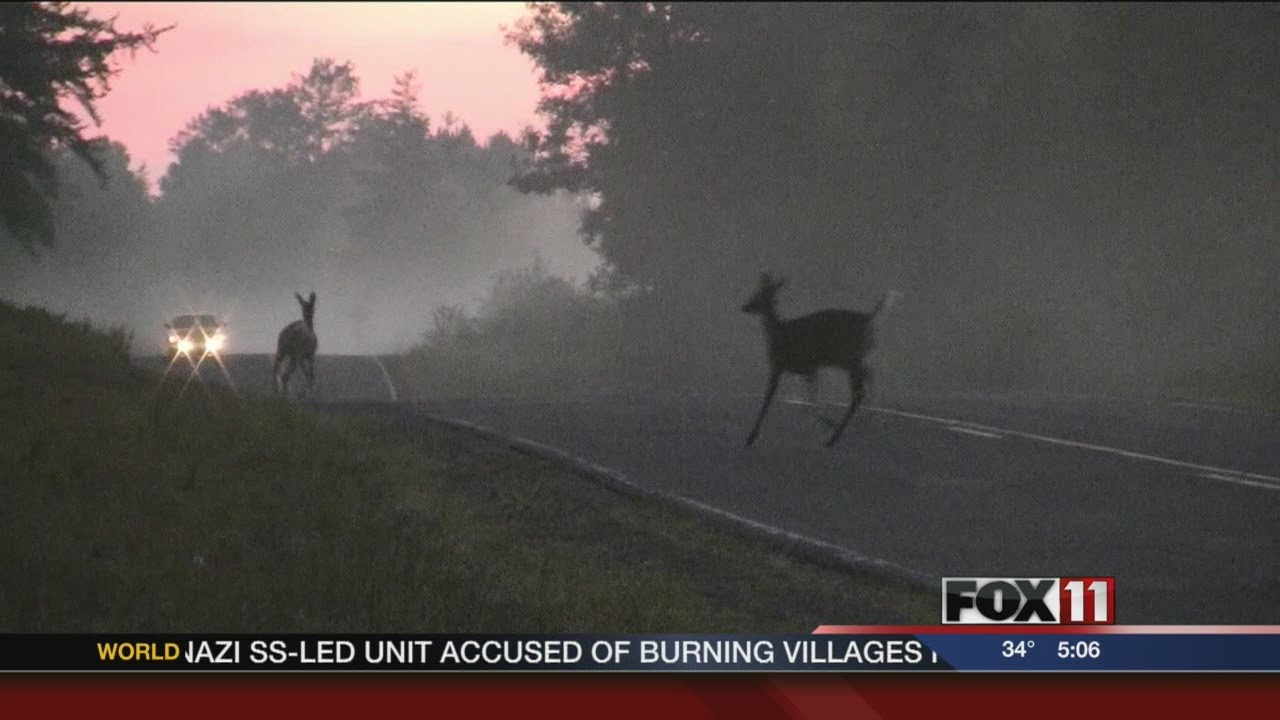 Car-deer crashes on the rise - YouTube