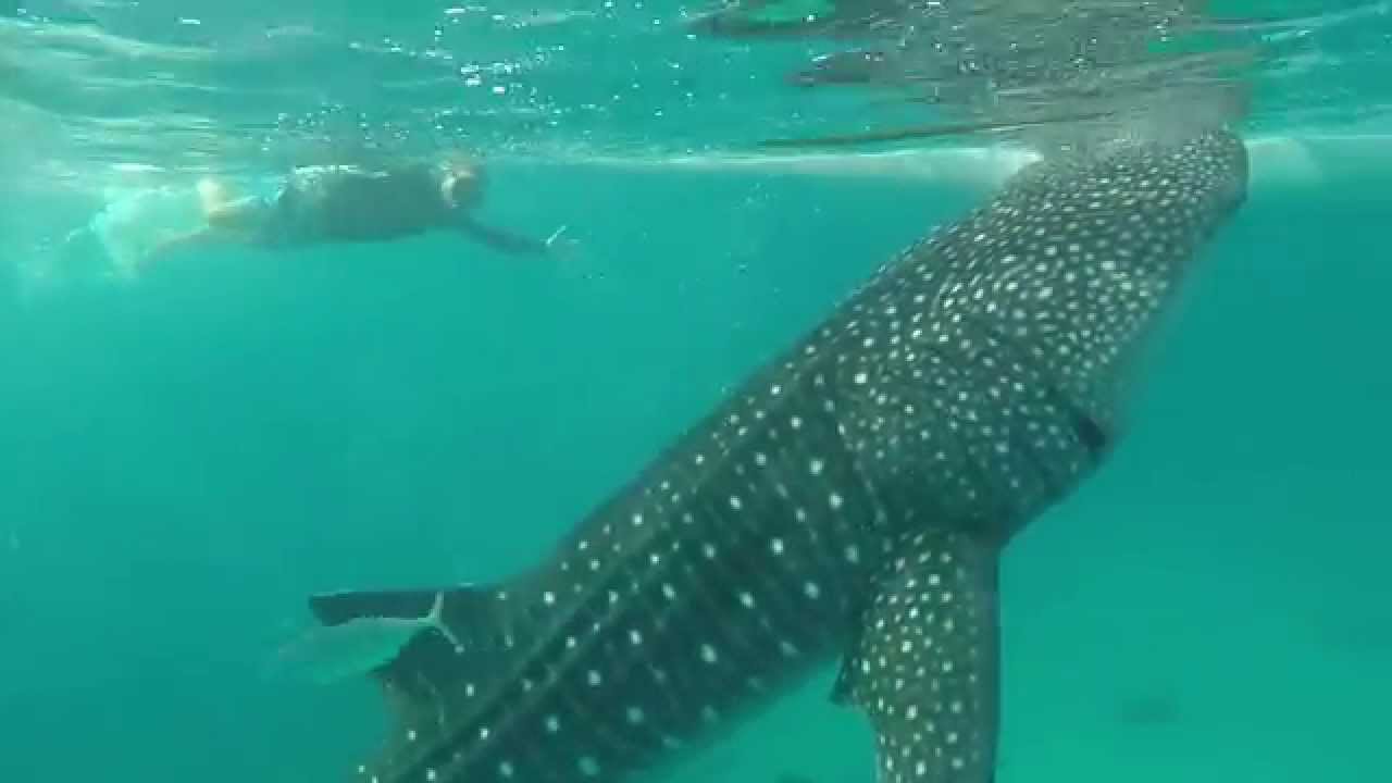 Swimming with the Butanding (Whale Sharks) in Cebu - YouTube