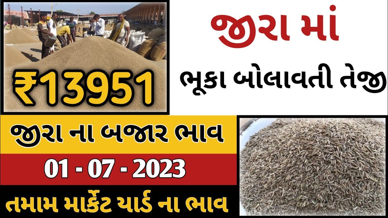 jeera na bhav | 1-07-2023 | જીરા ના ભાવ | information about cumin price ...