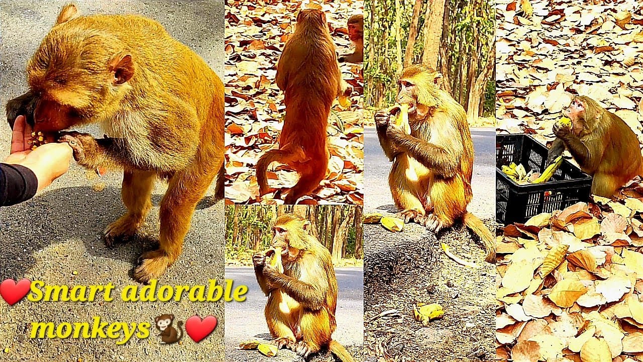 These monkeys are very intelligent and friendly.we should help them 🦥🐒🙏🙌#viral#trending#monkey# ...