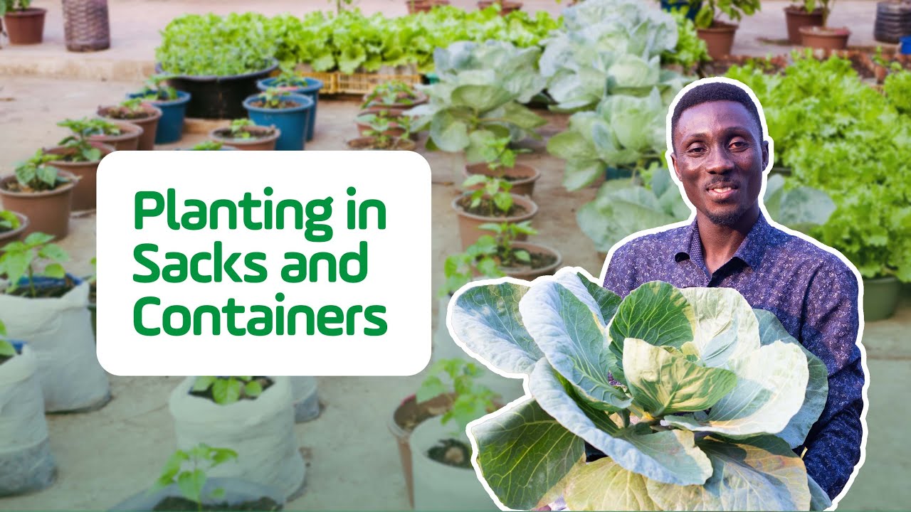 How to Successfully Plant Vegetables in Containers and Sacks: Step By ...