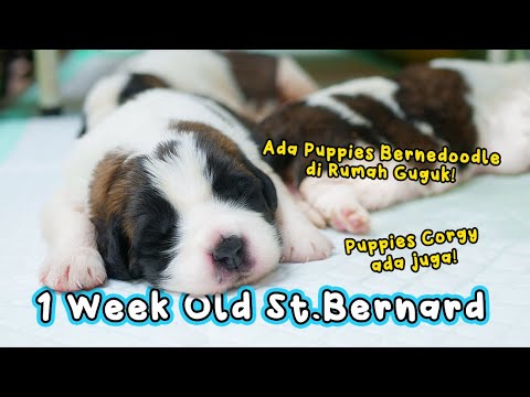 Puluhan Anak Anjing Lucu di Rumah Guguk Bandung