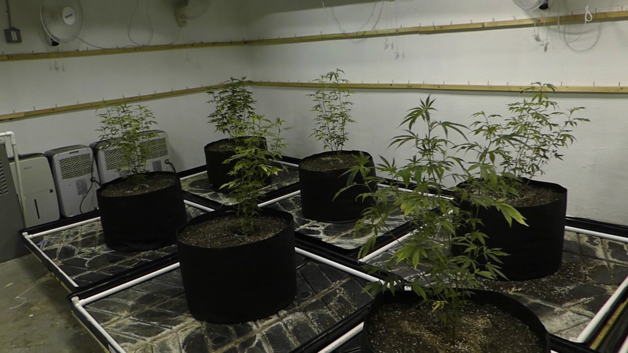 12 Plant 12 Light SCROG Grow! (Intro) - YouTube