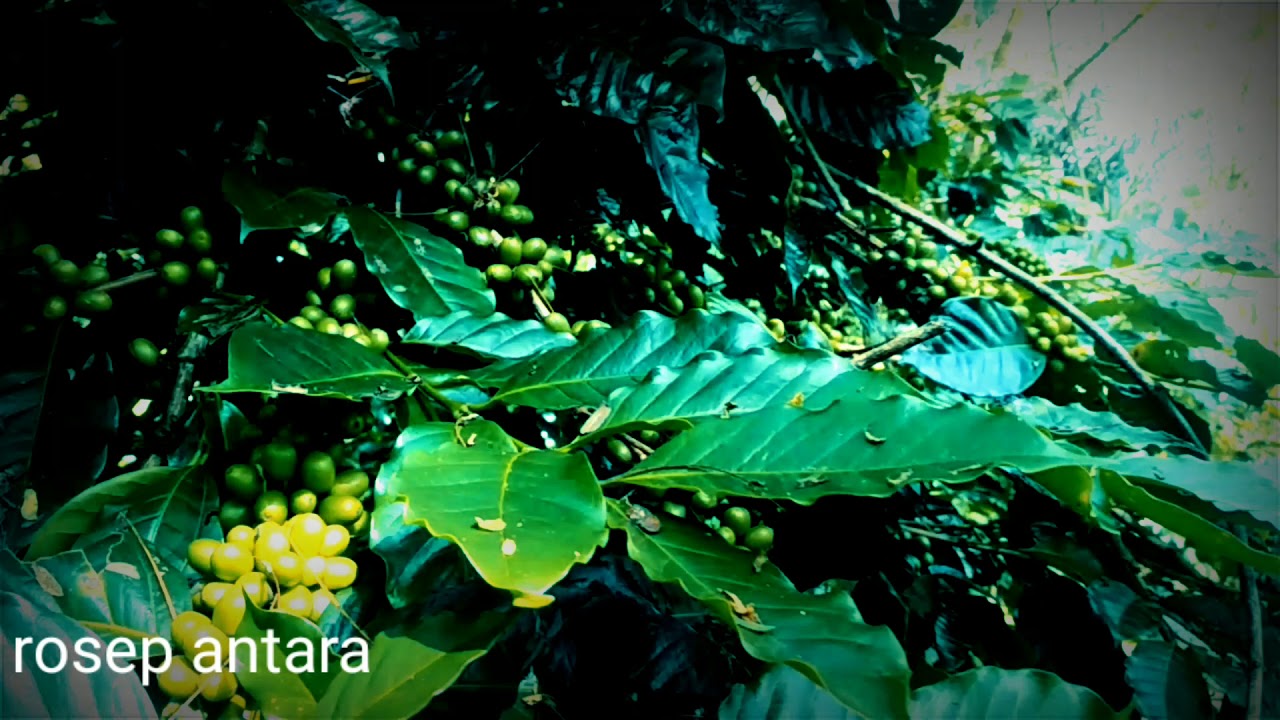 Rosep antara - YouTube