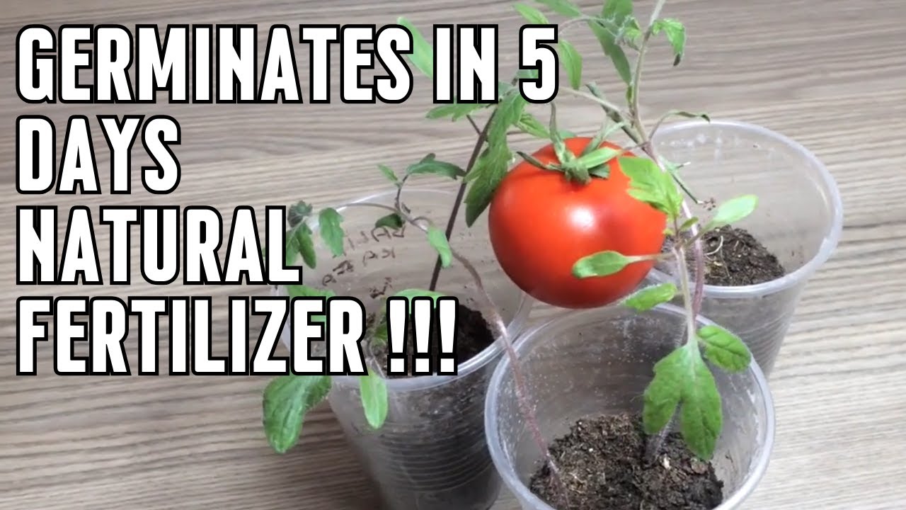 How to Germinate Tomato Seeds? Don't Let This Surprise You! #tomato ...