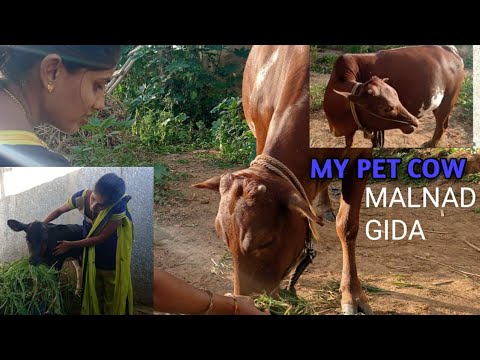 My cow introduction - YouTube