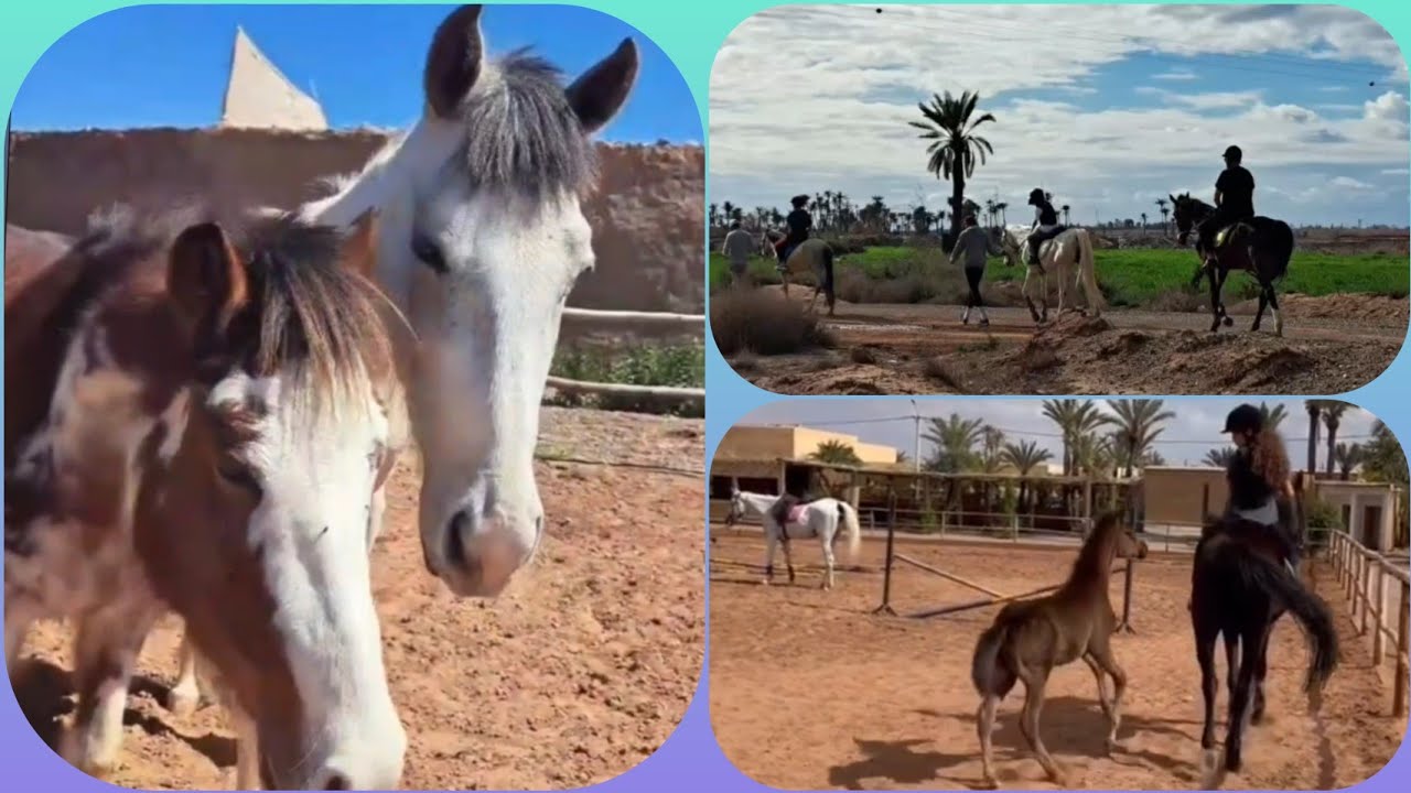 Cheval_Marrakech_palmeraie - YouTube