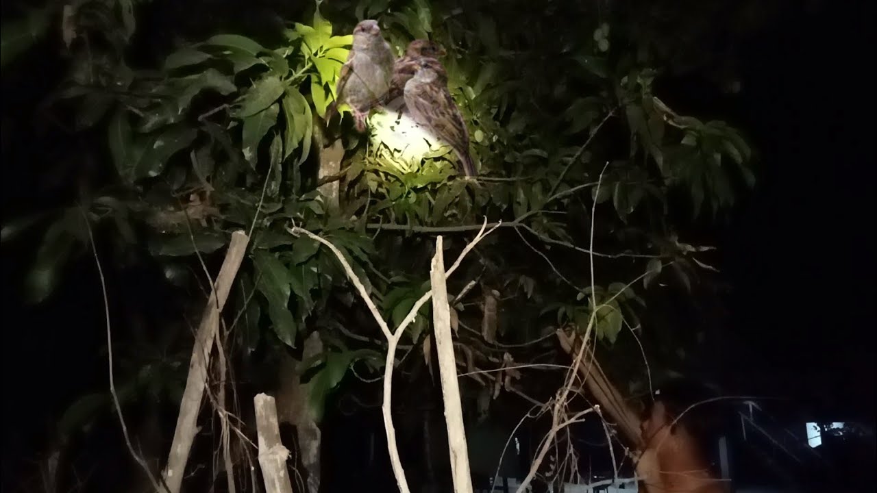 Hunted Sparrows Using Slingshot || Night Slingshot Hunting Birds - YouTube