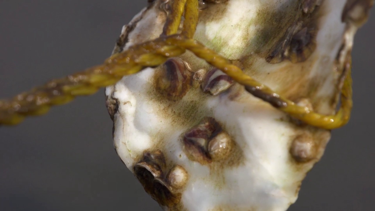 Pacific Seafood Shellfish Overview - YouTube