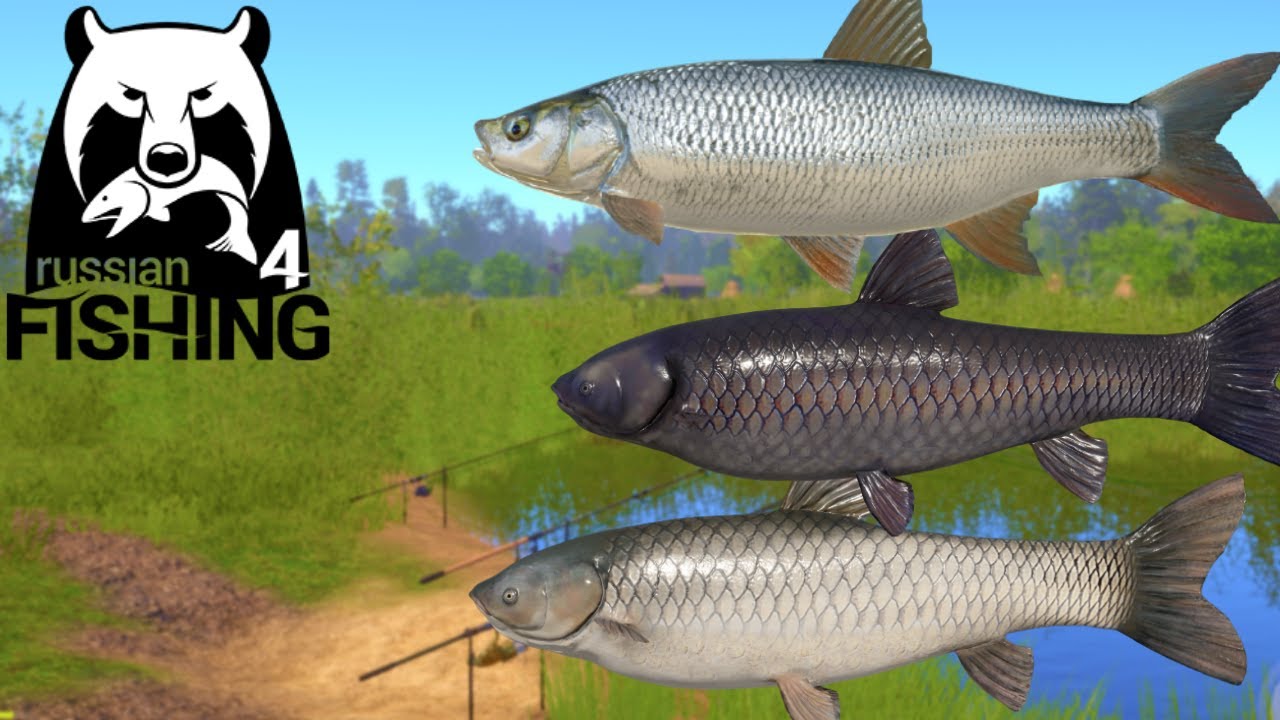 Bear + Tuba for Asps + Tung for Any Trophy | Russian Fishing 4 - YouTube