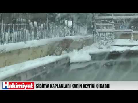 SİBİRYA KAPLANLARI KARIN KEYFİNİ ÇIKARDI