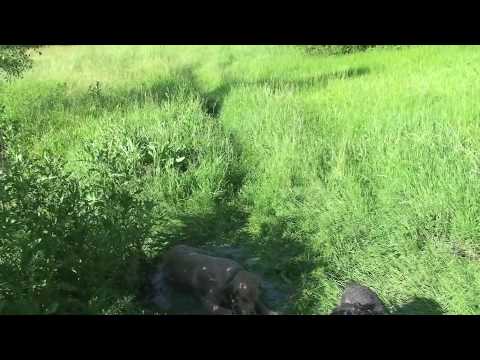 Pig Dog.m4v - YouTube