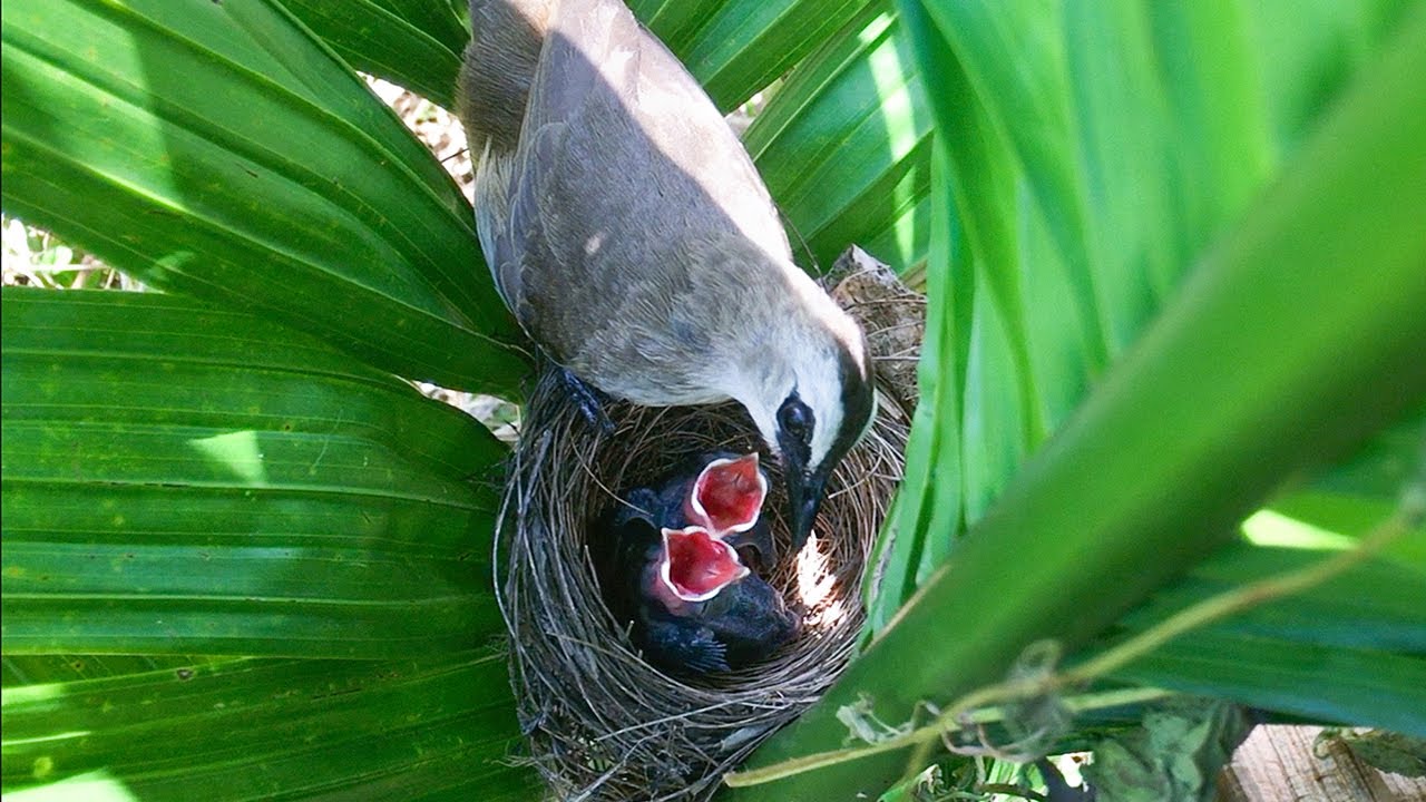 Yellow Vented Bulbul Feeding Baby Bird and Eating Feces (2) – Bulbul ...