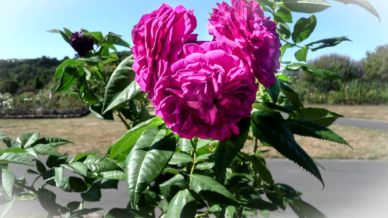 The Last Rose Of Summer - André Rieu - YouTube Music