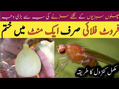 Fruit flies attack|How to control fruit fly (Phal ki makhi)|Fruit Fly ko Kaisy Bhagaye|Hindi ...