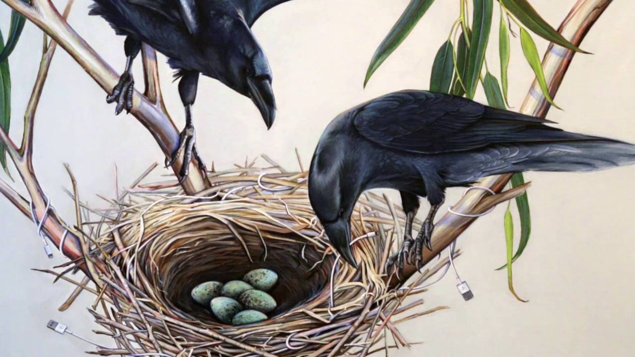Science Today: Innovative Ravens | California Academy of Sciences - YouTube