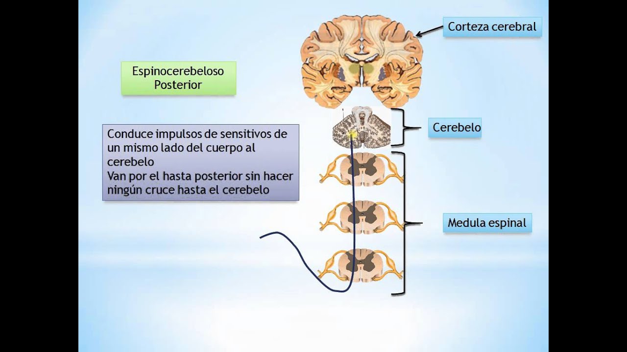 Tractos ascendentes y descendentes - YouTube