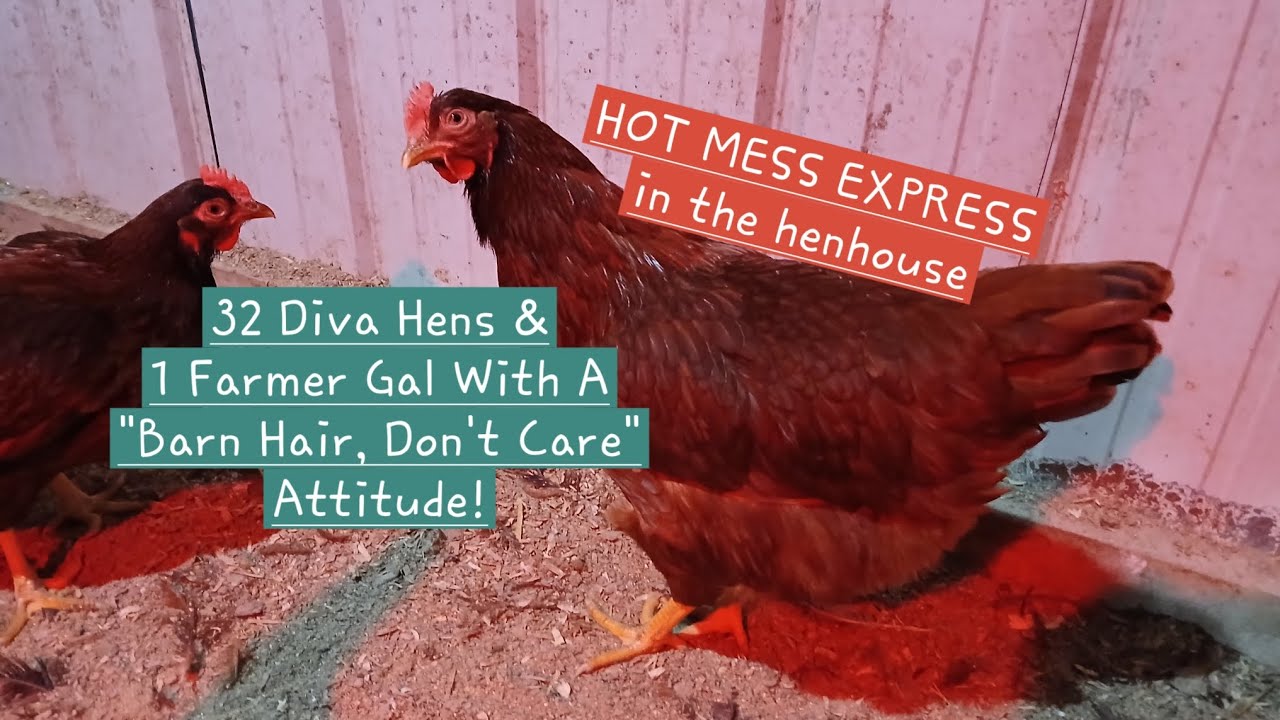 Barn Hair, Don't Care - HOT MESS EXPRESS In The Henhouse - 32 Diva Hens ...
